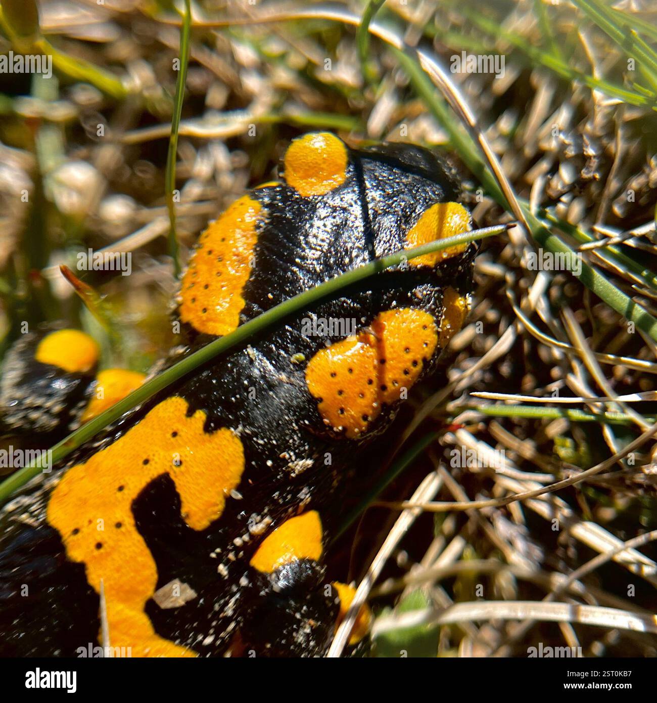 Fire Salamander (Salamandra salamandra), Amphibia, Magóry, Piwniczna ...