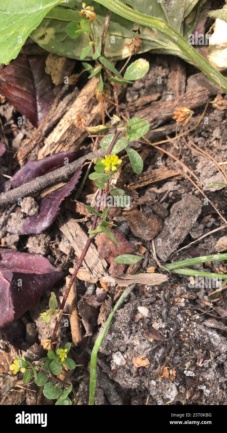 Lesser hop trefoil (Trifolium dubium), Plantae, Yorktown, Mt Vernon ES ...