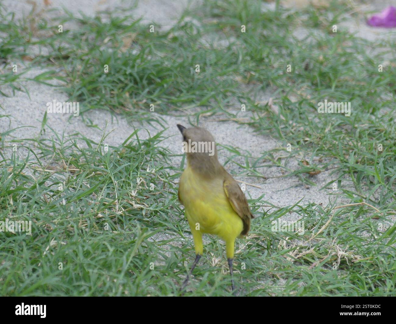 Cattle Tyrant (Machetornis rixosa), Aves, Colombia Stock Photo - Alamy