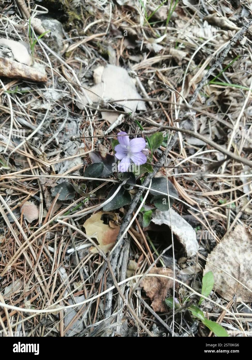 Teesdale Violet (Viola rupestris), Plantae, Раздолье, Иркутская обл ...