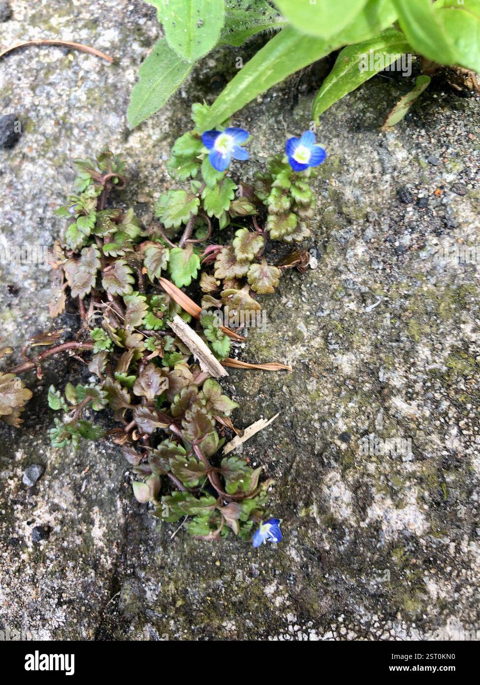 Grey Field-speedwell (Veronica polita), Plantae, Pantbach Road, Cardiff ...