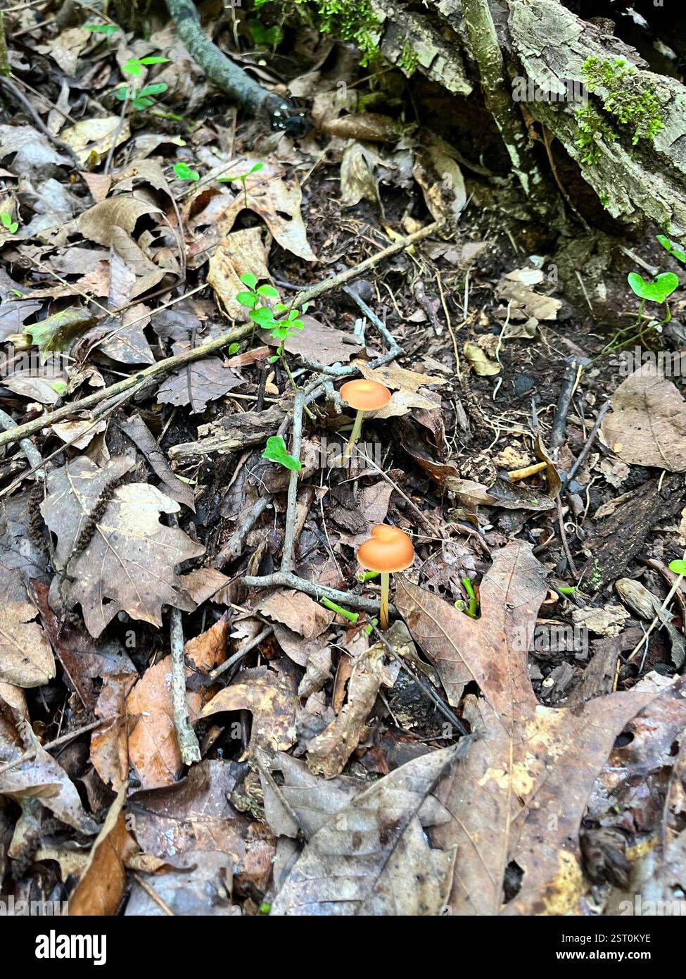 Fungi Including Lichens (Fungi), Fungi, County Road 4020, Crane Hill ...