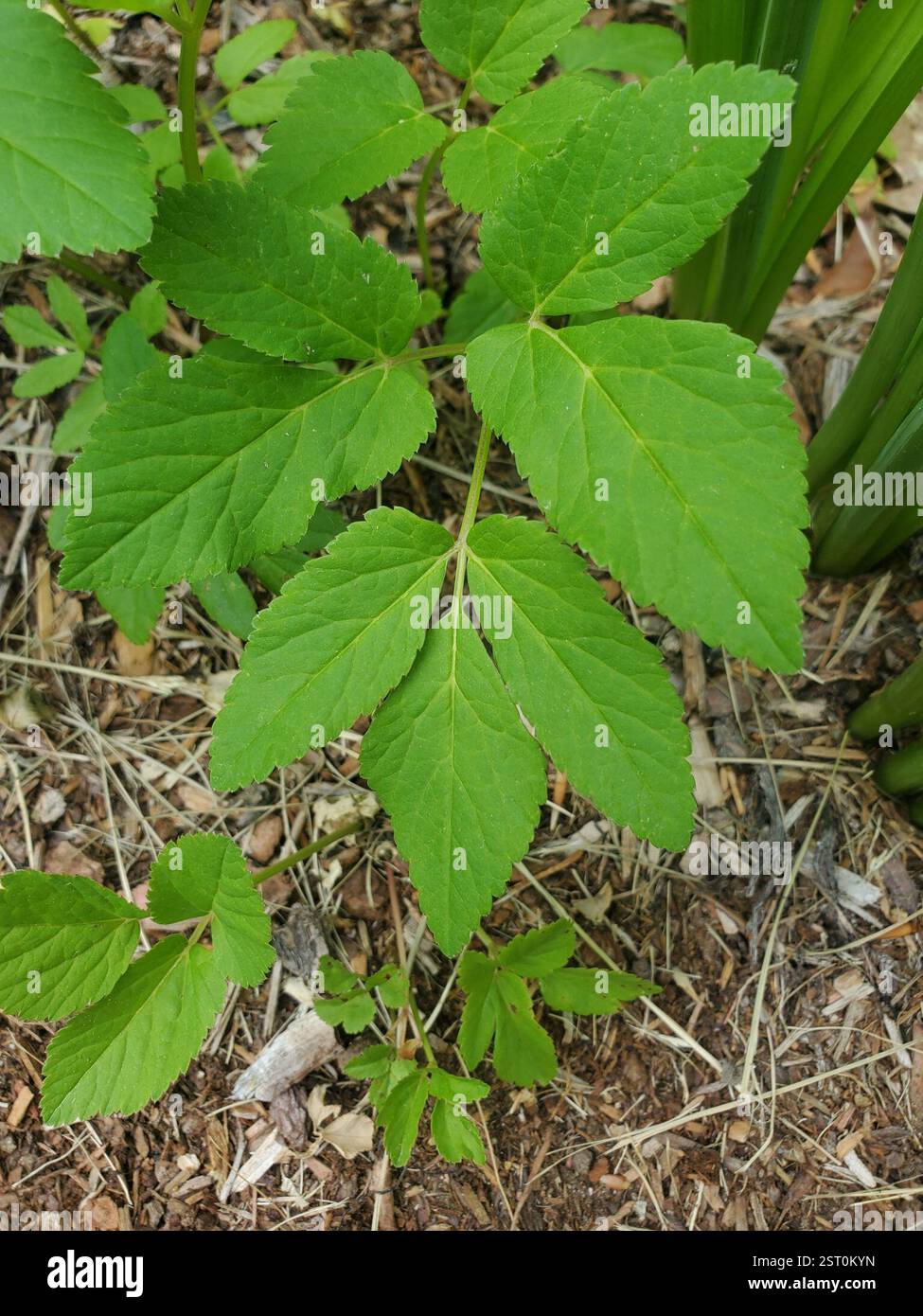 Goutweed (Aegopodium podagraria), Plantae, Loudon, NH, USA Stock Photo ...