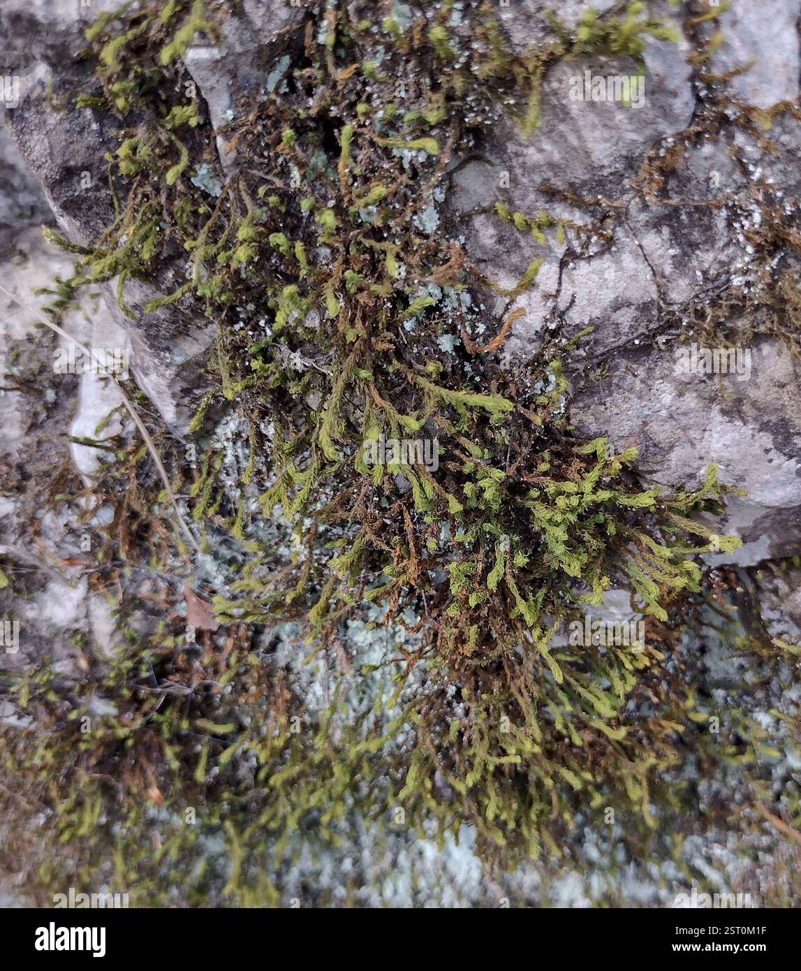 Rambling Tail-moss (Anomodon viticulosus), Plantae, Powiat krakowski ...