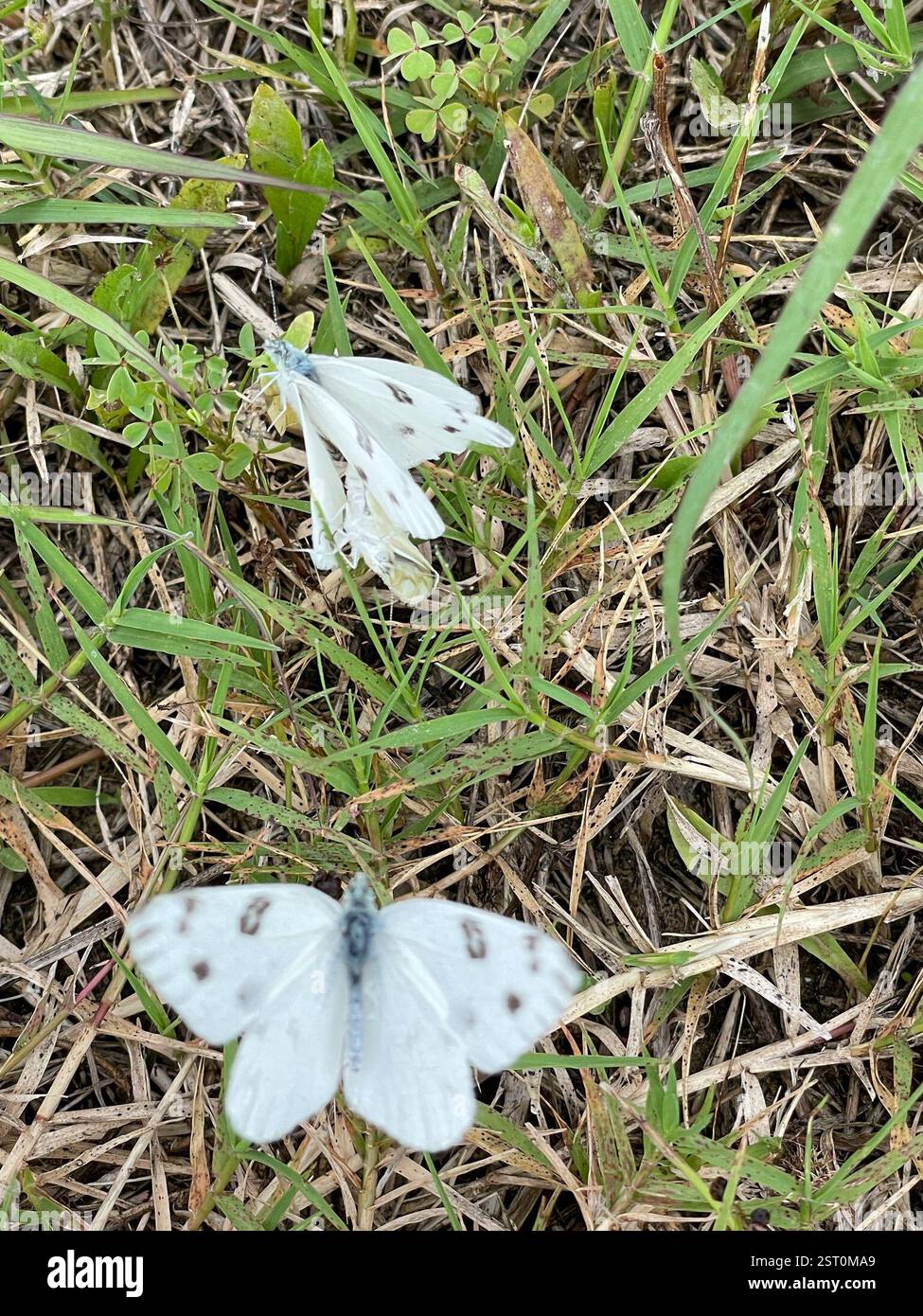 Checkered White (Pontia protodice), Insecta, Cypress, TX, US, Possible ...