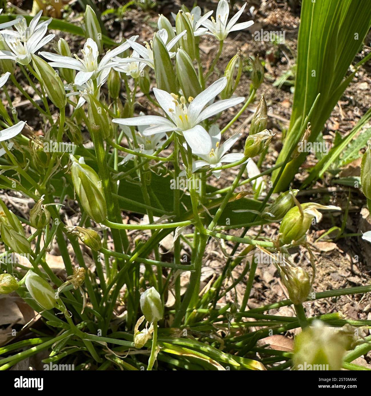 common star-of-Bethlehem (Ornithogalum umbellatum), Plantae, Kentucky ...