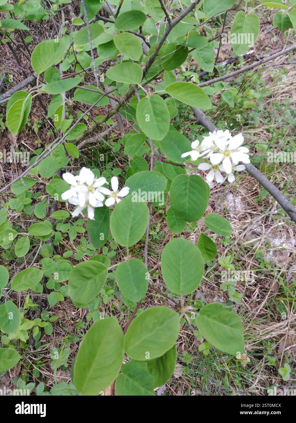 Dwarf Serviceberry (Amelanchier × spicata), Plantae, Bessonovskiy rayon ...