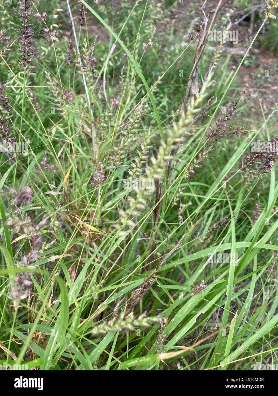 buffelgrass (Cenchrus ciliaris), Plantae, Texas, US Stock Photo - Alamy