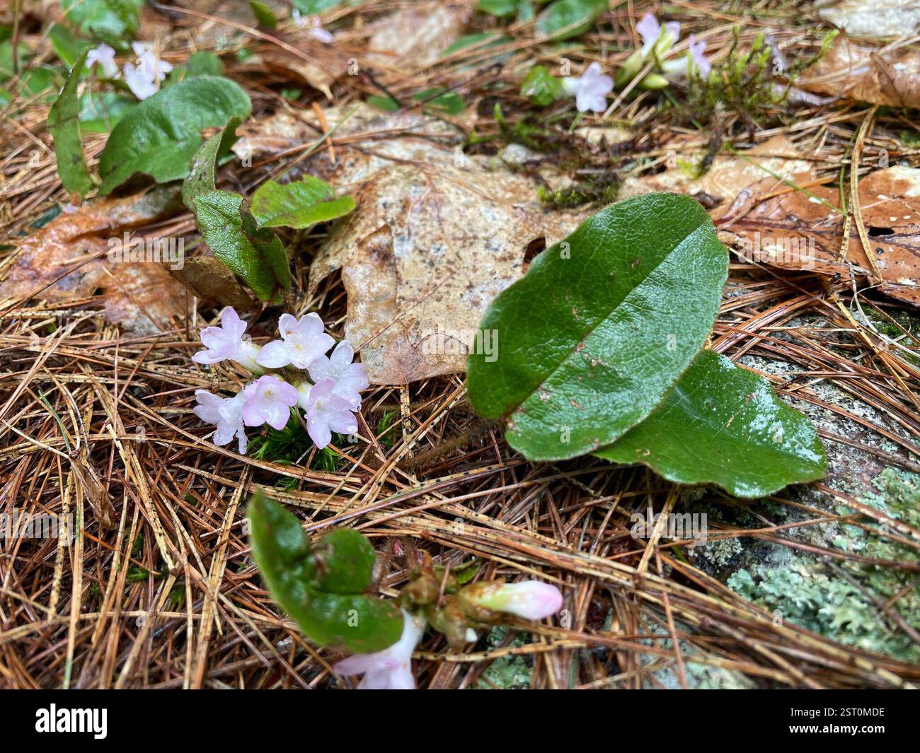 trailing arbutus (Epigaea repens), Plantae, Killarney, ON, CA Stock ...