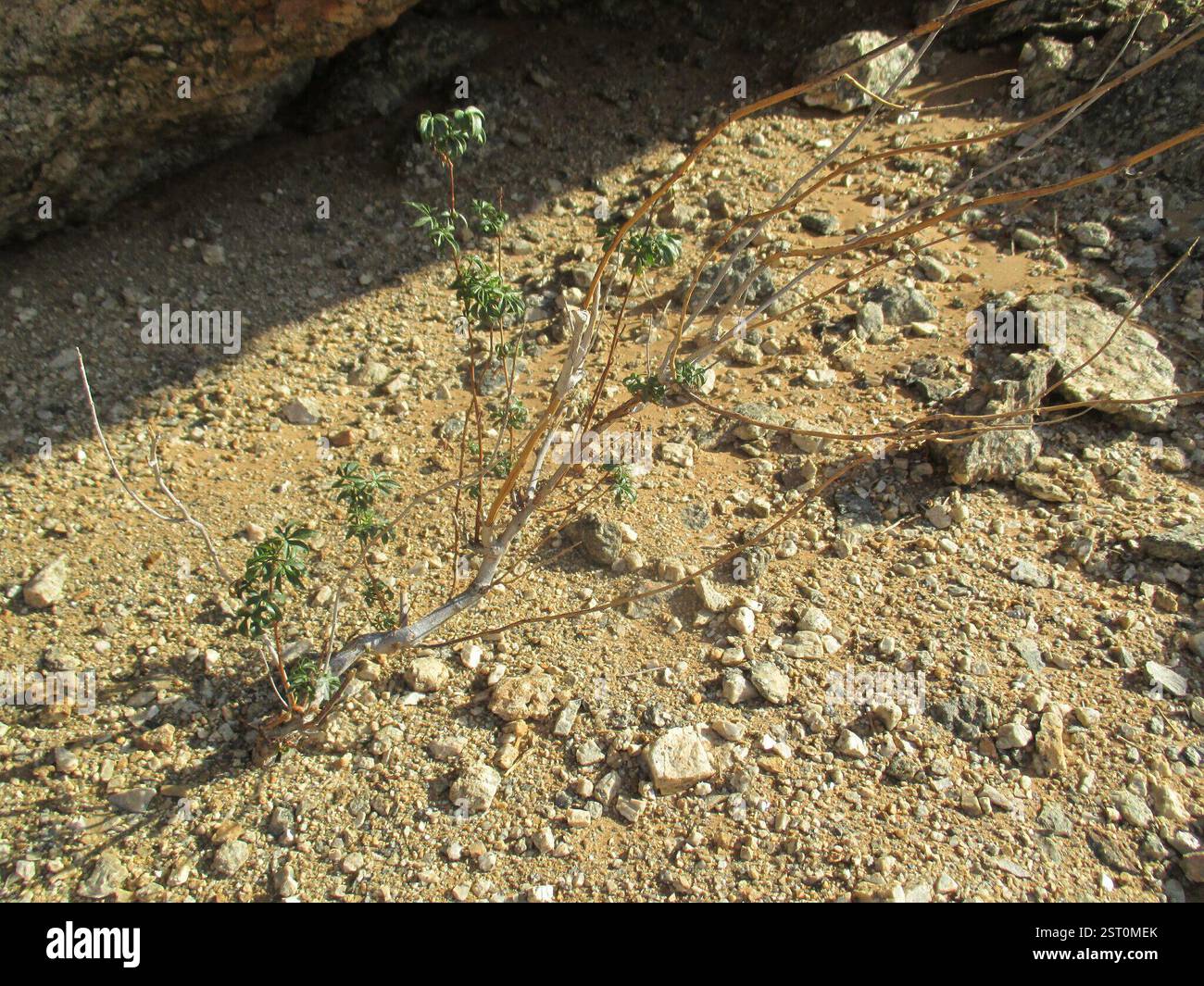 (Gossypium anomalum), Plantae, Epupa, NA-KU, NA Stock Photo - Alamy