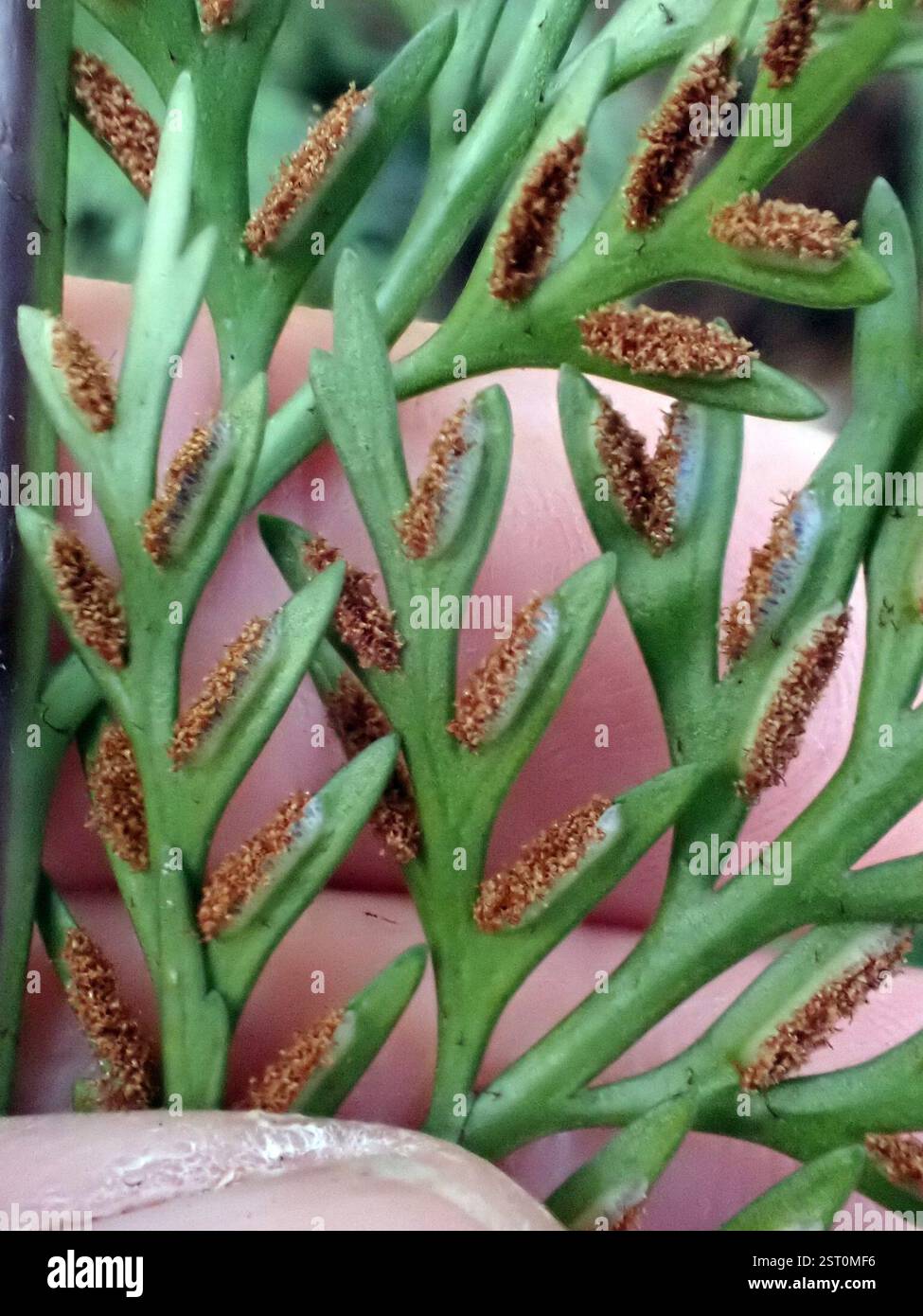 (Asplenium appendiculatum appendiculatum), Plantae, Waitati, Orokonui ...