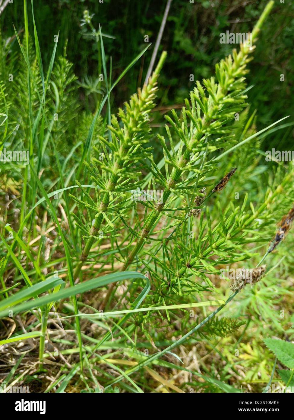 field horsetail (Equisetum arvense), Plantae, Tomard Lower, Bilboa ...