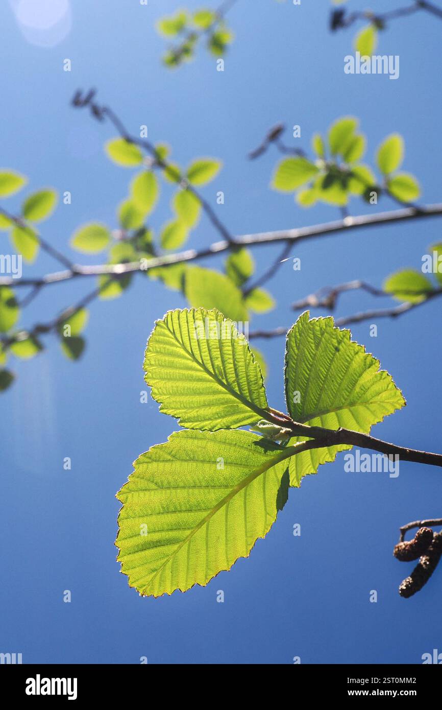 Red Alder (Alnus rubra), Plantae, Petersburg, AK 99833, USA Stock Photo ...