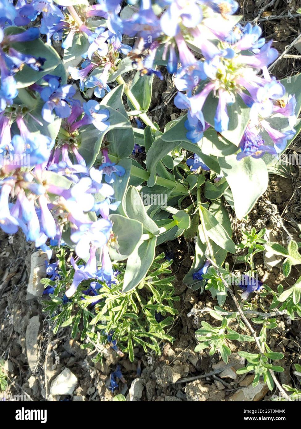 Wax-leaf Beardtongue (Penstemon nitidus), Plantae, Fergus, Montana ...