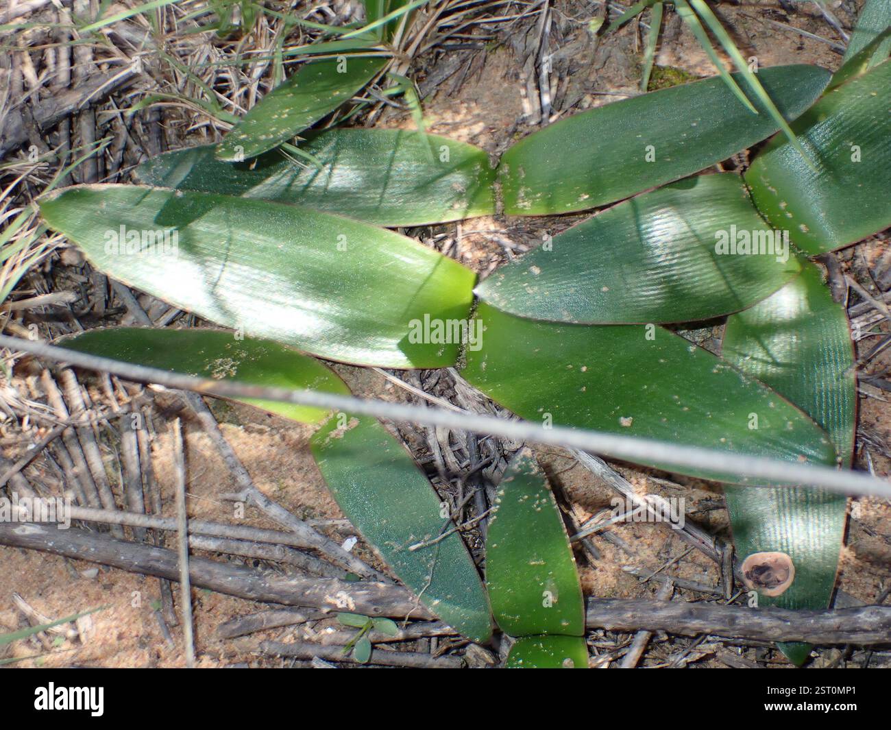 candelabra lily (Brunsvigia orientalis), Plantae, Rd from Still Bay to ...