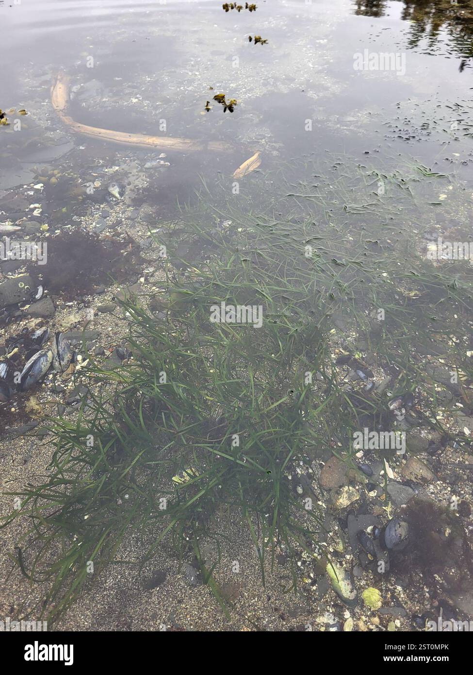 Seagrasses (Zosteraceae), Plantae, Petersburg, AK 99833, USA Stock ...