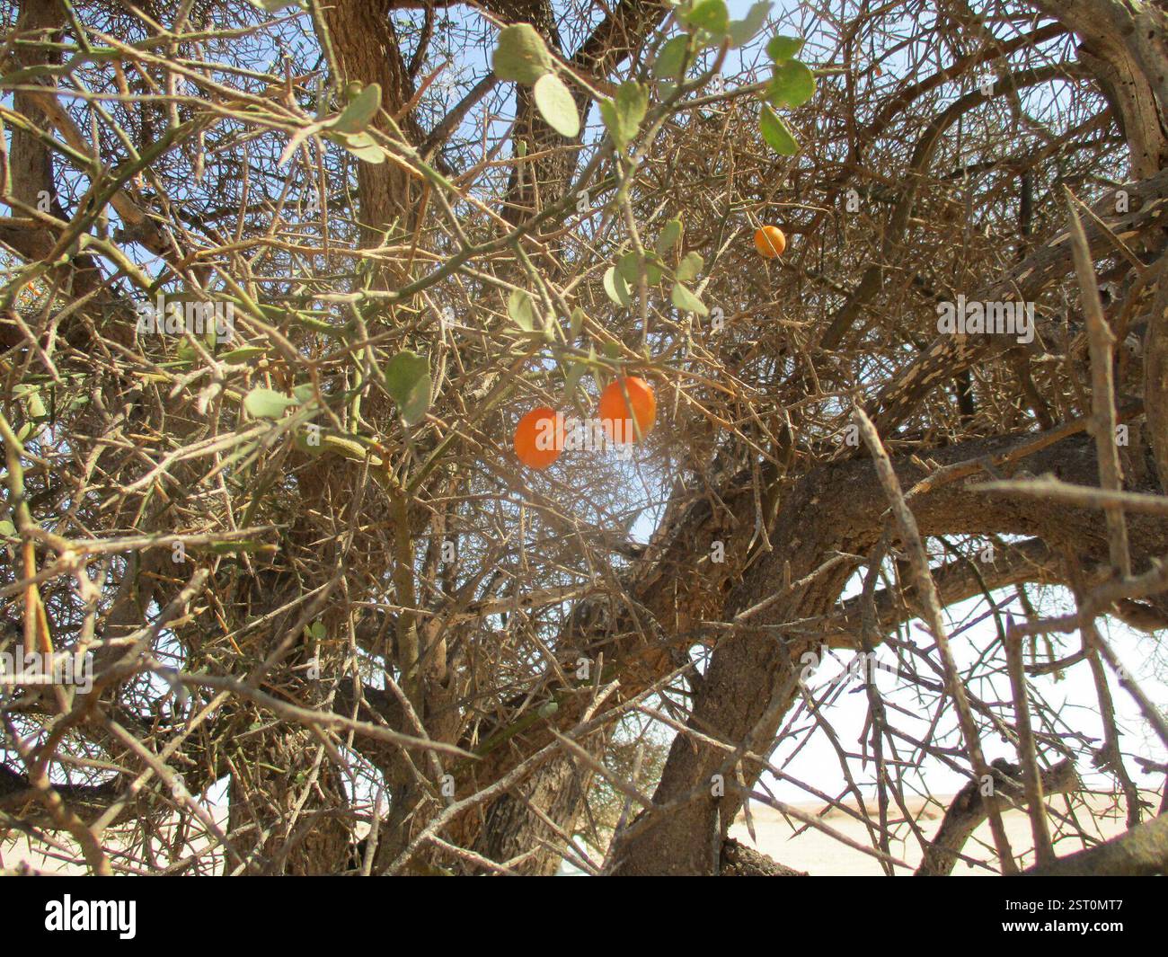 Angola Greenthorn (Balanites angolensis welwitschii), Plantae, Kunene ...