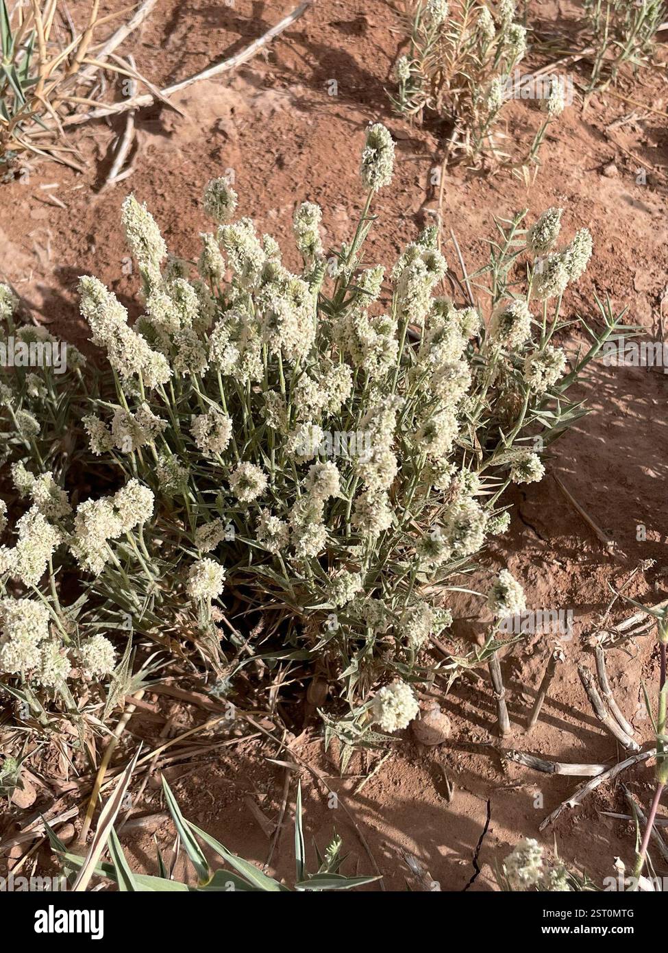 Coastal Cat's-foot-grass (Aeluropus littoralis), Plantae, Barrage Al ...