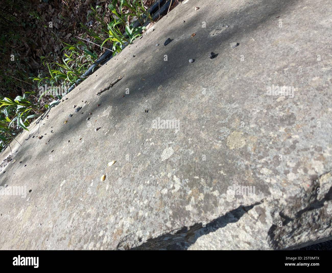 cobblestone lichen family (Acarosporaceae), Fungi, Beebe Hall, Ithaca ...