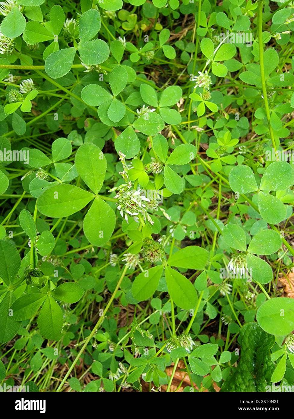 Clustered clover (Trifolium glomeratum), Plantae, Russian Gulch State ...