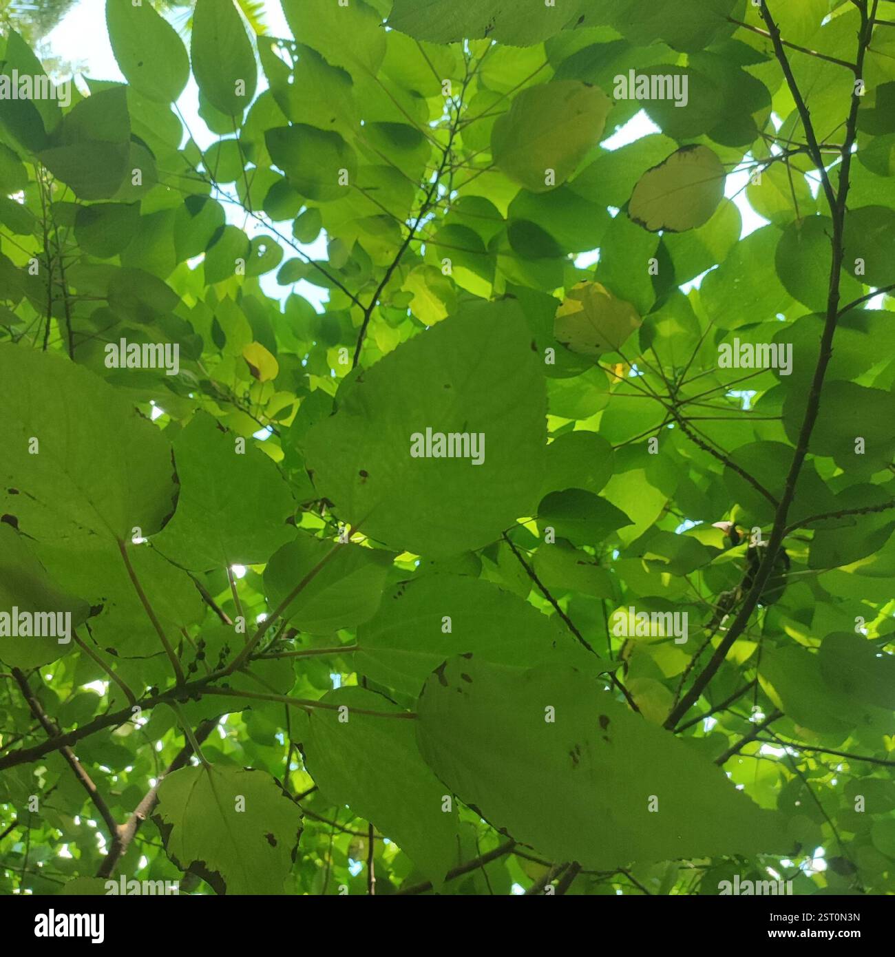 False Stinger (Pipturus argenteus), Plantae, British Indian Ocean ...