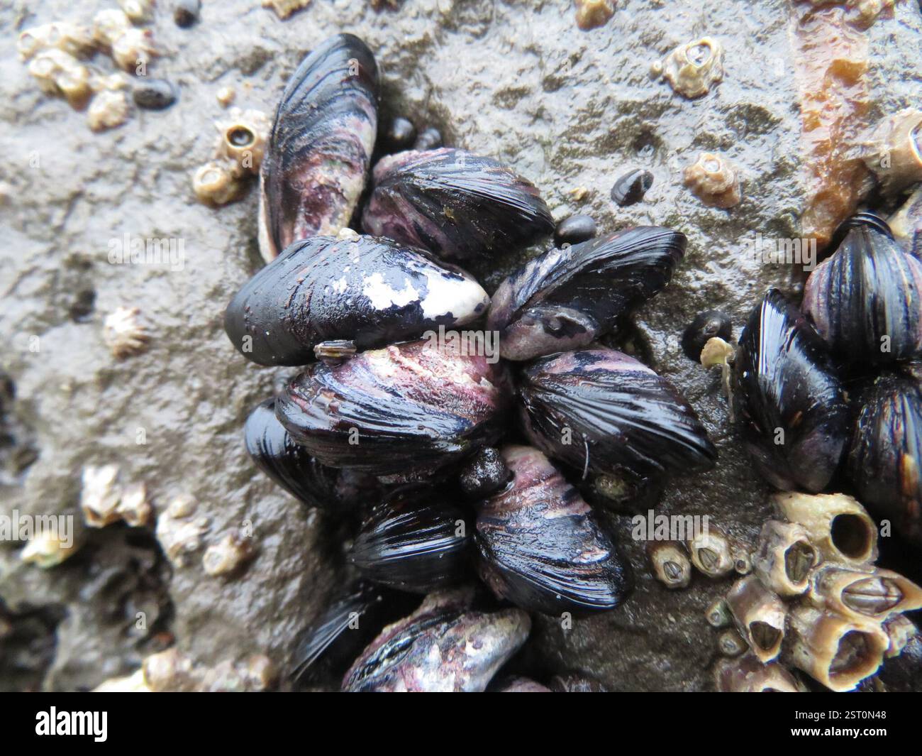 Little Black Mussel (Xenostrobus neozelanicus), Mollusca, Otago, New ...