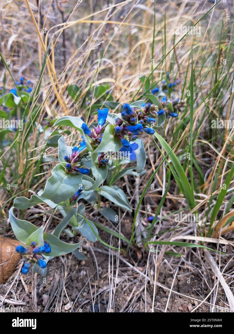 Wax-leaf Beardtongue (Penstemon nitidus), Plantae, 70 Mile and Eagle ...