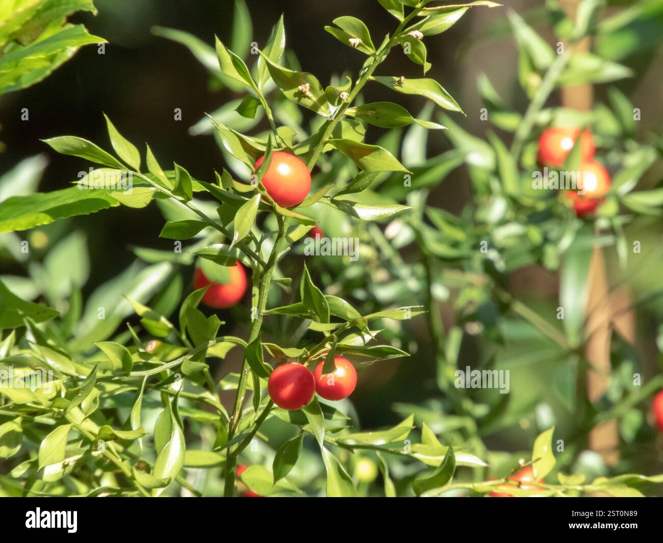 Ruscus aculeatus bright red berry fruits. Butcher's broom berries and lush green foliage ...