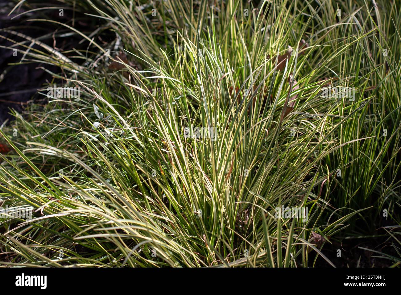 Acorus gramineus or Japanese sweet flag plant variegated foliage ...