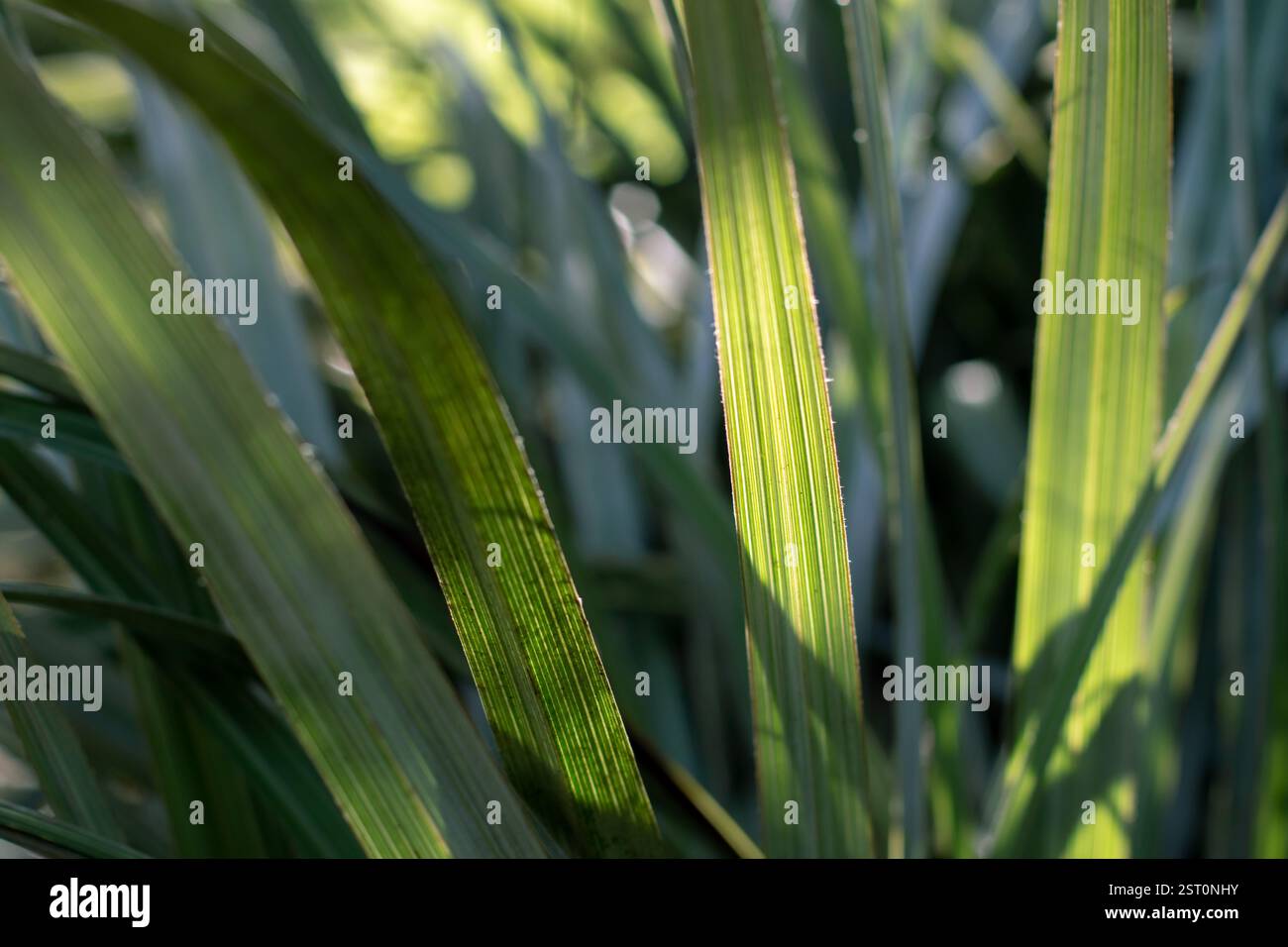 Astelia hi-res stock photography and images - Alamy