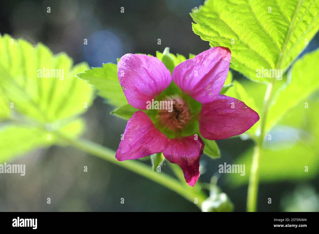 Salmonberry (Rubus spectabilis), Plantae, Petersburg, AK 99833, USA ...