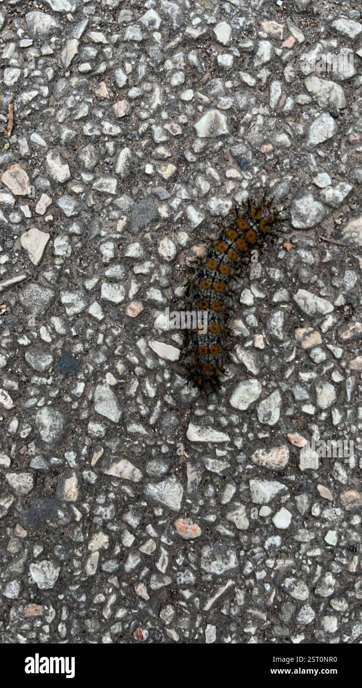 Eastern Buck Moth (Hemileuca sandra), Insecta, San Antonio Stock Photo ...