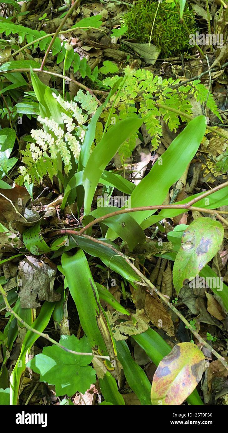 Fraser's Sedge (Carex fraseriana), Plantae, North Carolina, US Stock ...