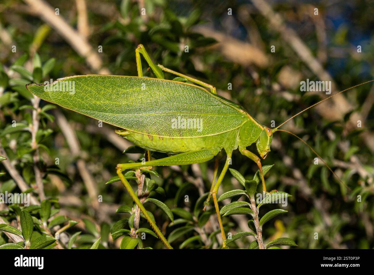 Australian Common Garden Katydid (Caedicia simplex), Insecta, Lower ...