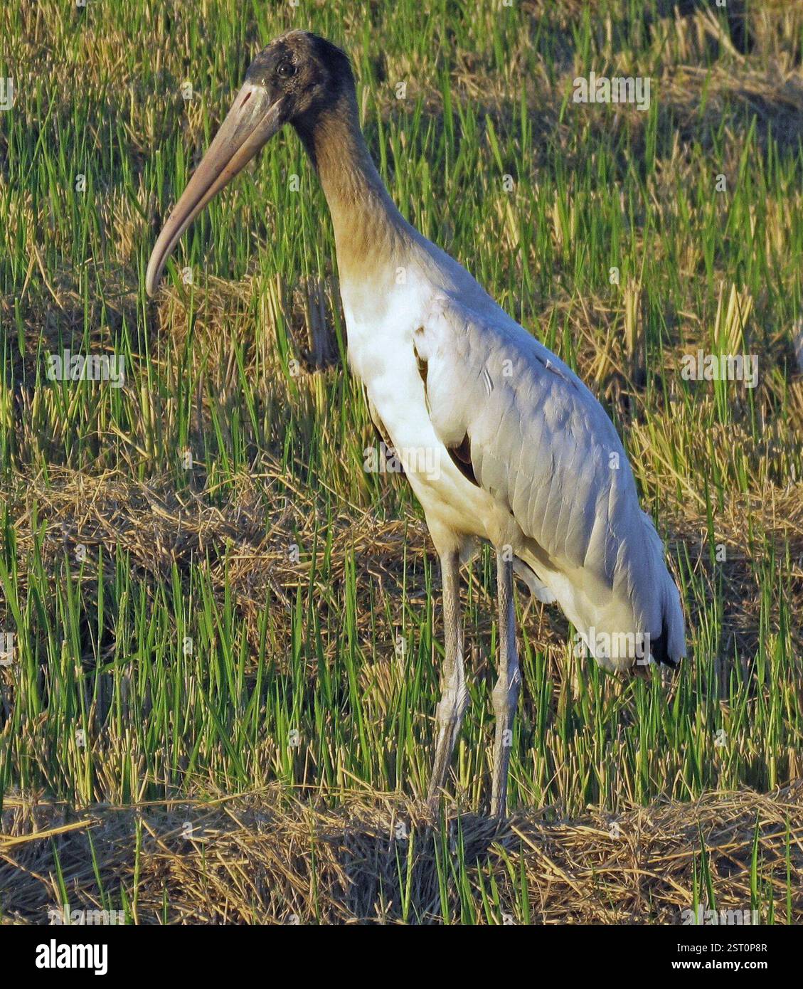 Wood Stork (Mycteria americana), Aves, San Javier, Santa Fe, Argentina ...