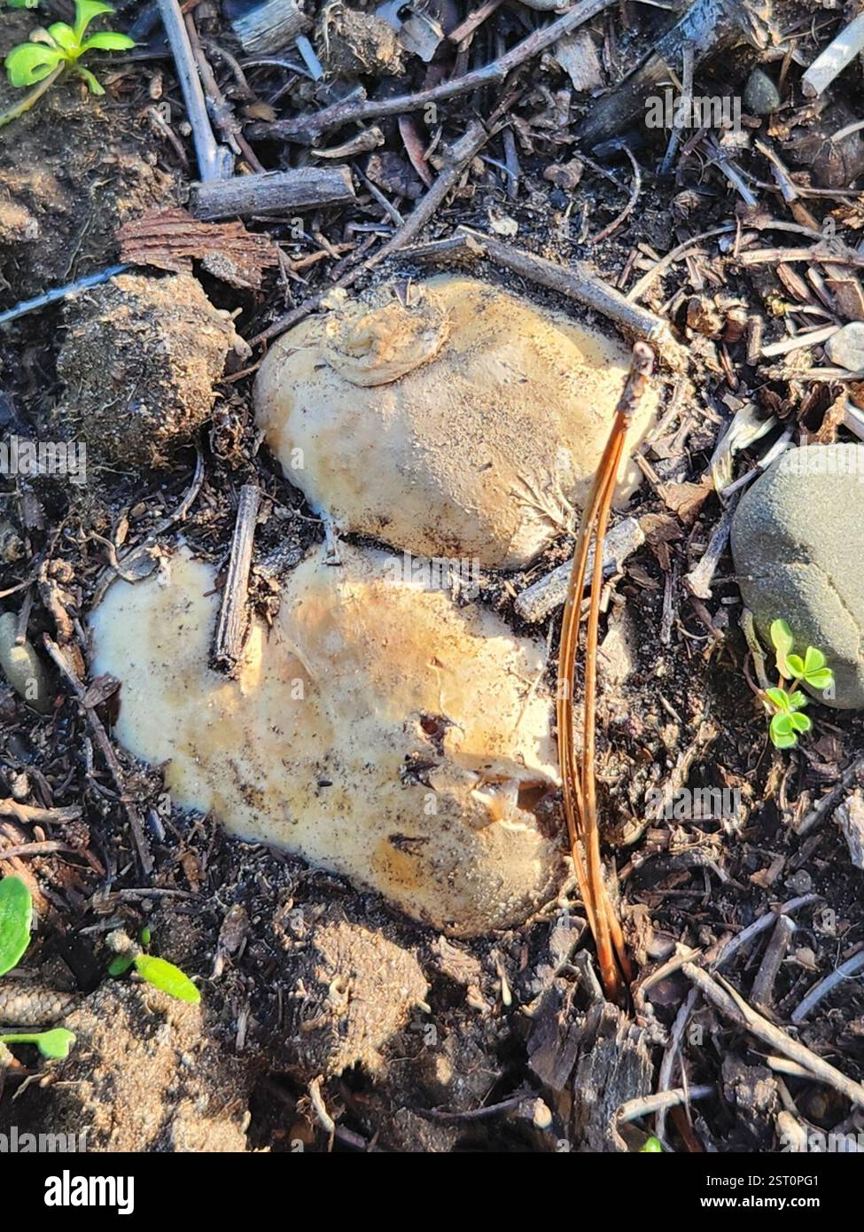 White Basket Fungus (Ileodictyon cibarium), Fungi, Leithfield Beach ...