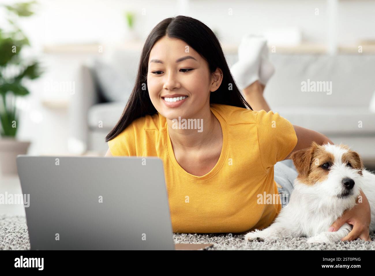 Cute dog chilling by its female owner using laptop Stock Photo - Alamy