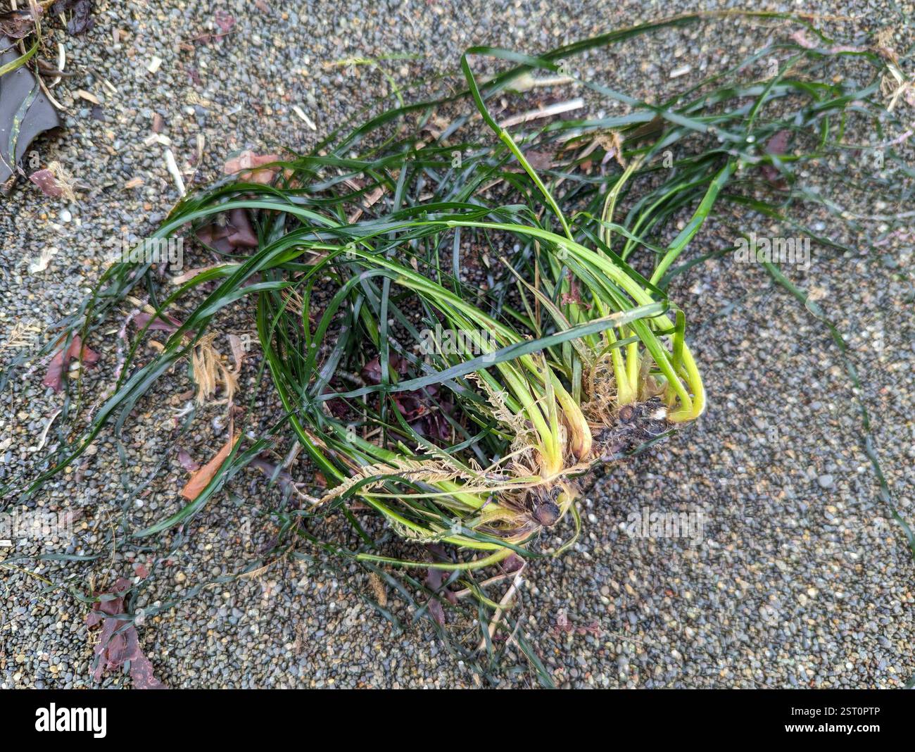 surfgrasses (Phyllospadix), Plantae, Sharp Park, Pacifica, CA, USA ...