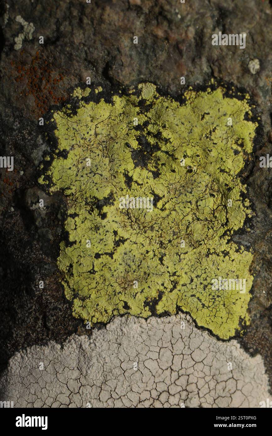 yellow map lichen (Rhizocarpon geographicum), Fungi, Penrhos Coastal ...