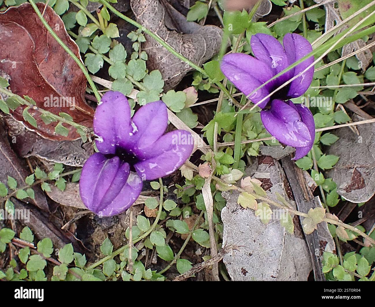 (Monopsis unidentata unidentata), Plantae, Garden Route District ...
