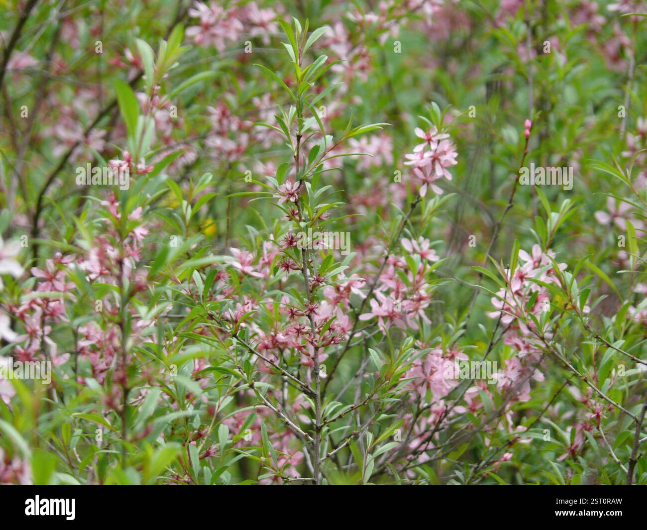 Dwarf Russian Almond (Prunus tenella), Plantae, Новосибирская обл ...