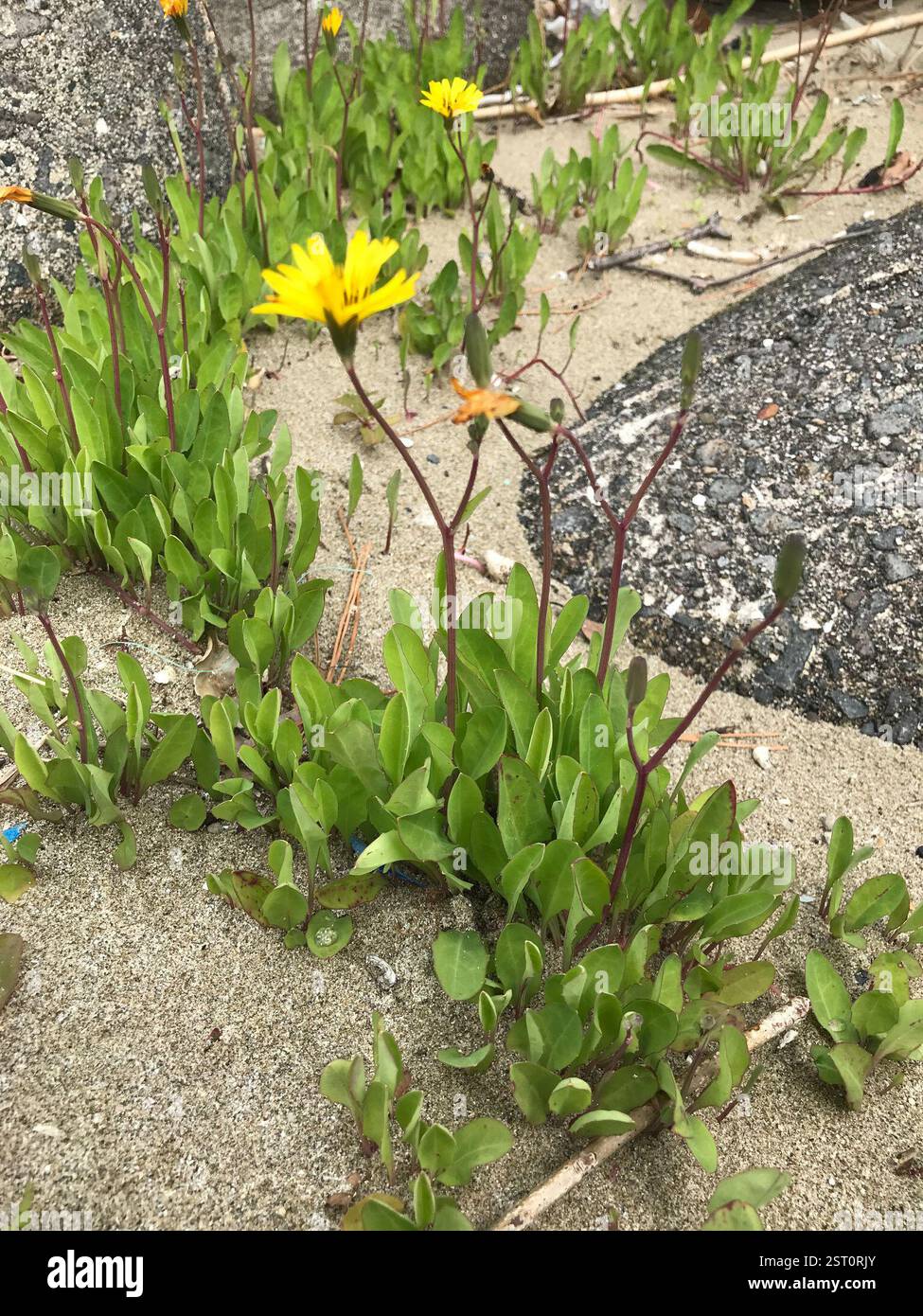 (Ixeris japonica), Plantae, Satochosato, Satsumasendai, Kagoshima 896 ...