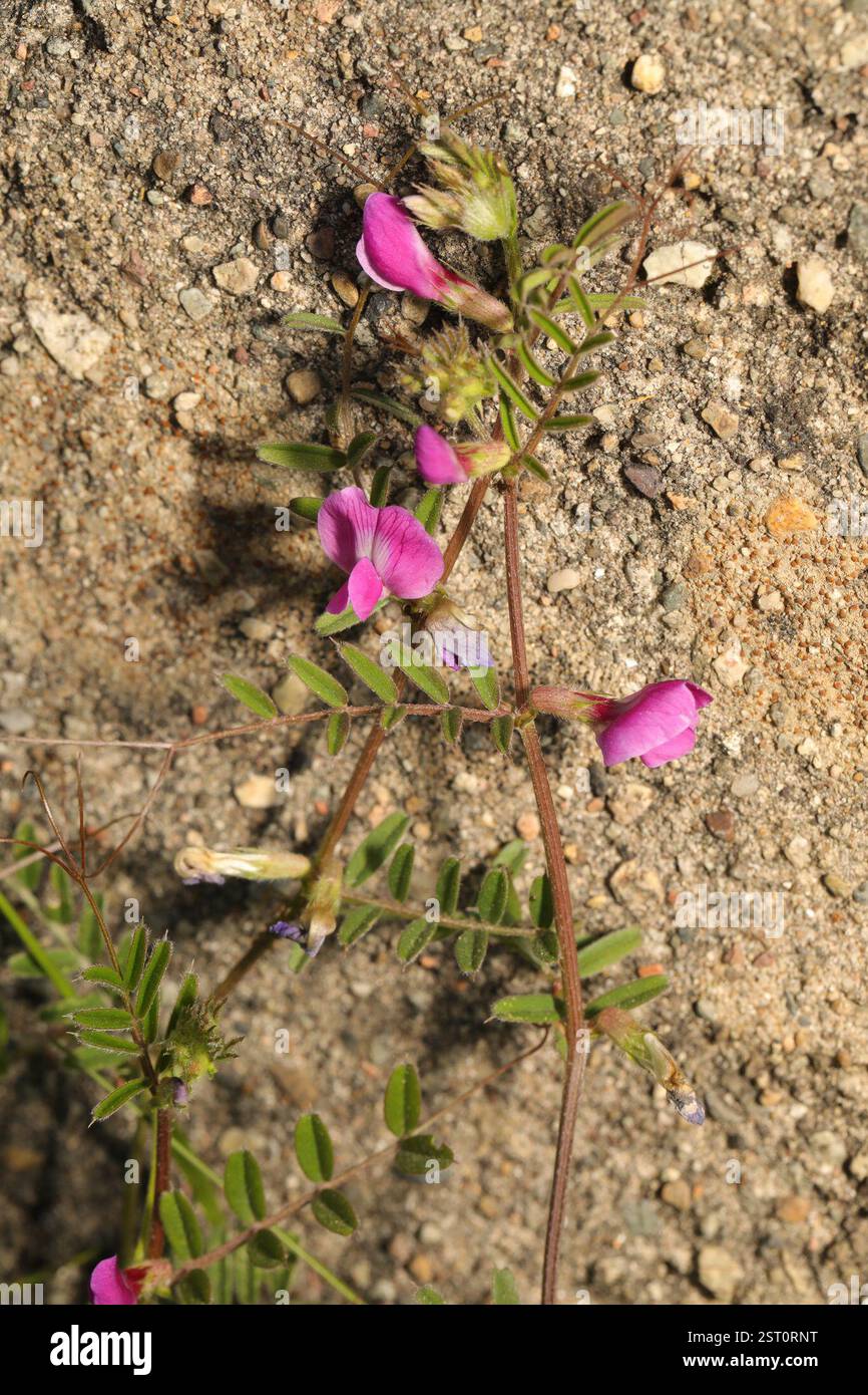 Common Vetch (Vicia sativa), Plantae, Penrhos Coastal Park, London Road ...
