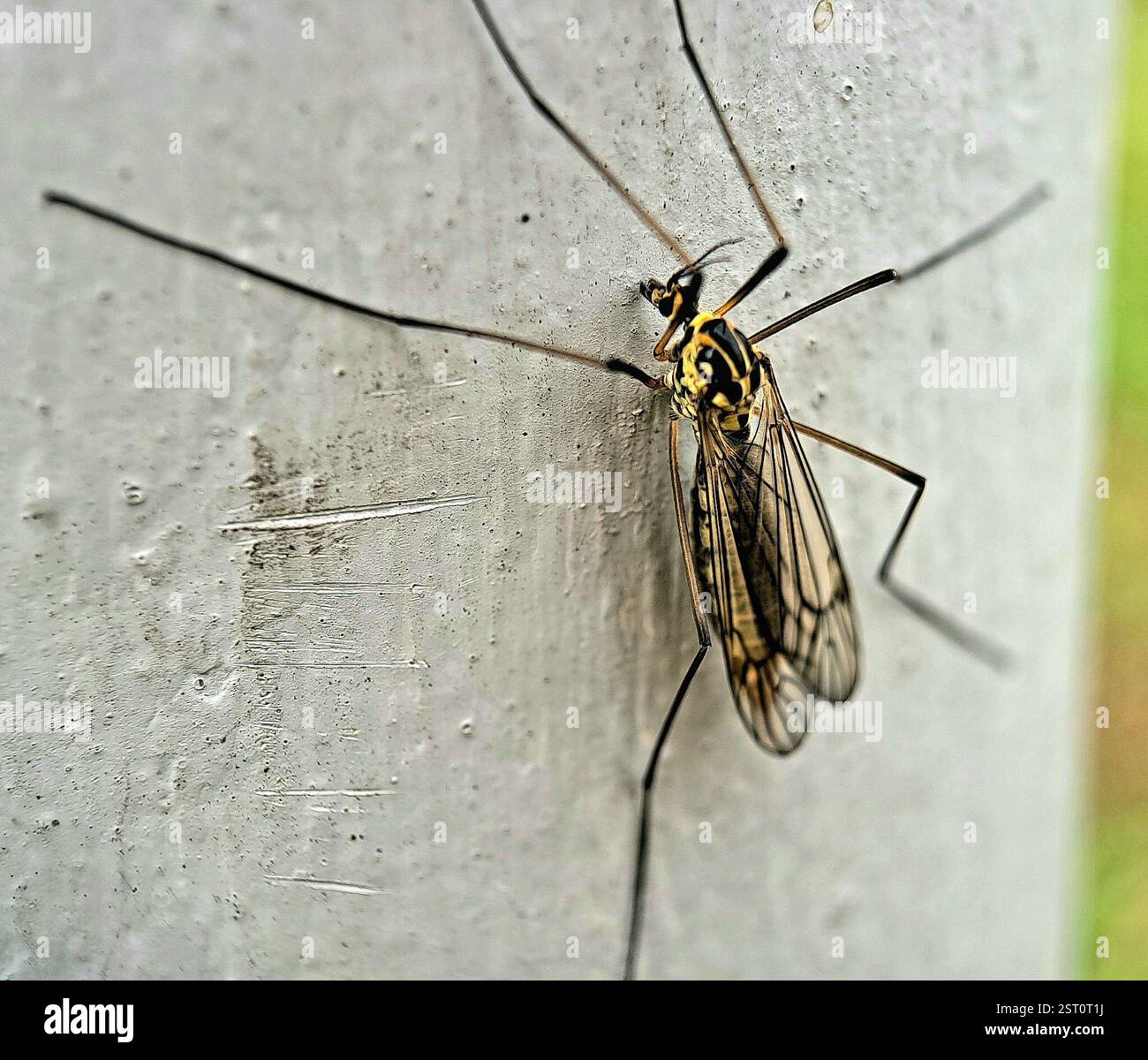 Spotted Cranefly (Nephrotoma appendiculata), Insecta, Lincoln LN2 4JA ...
