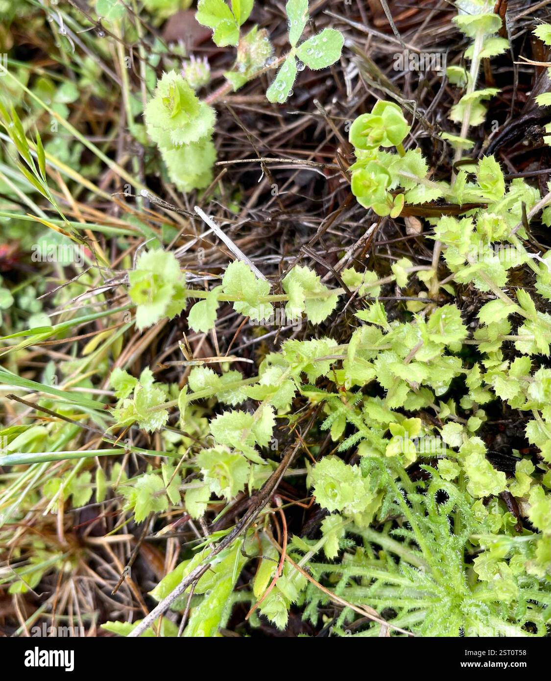 western pearlflower (Heterocodon rariflorum), Plantae, Fort Ord ...