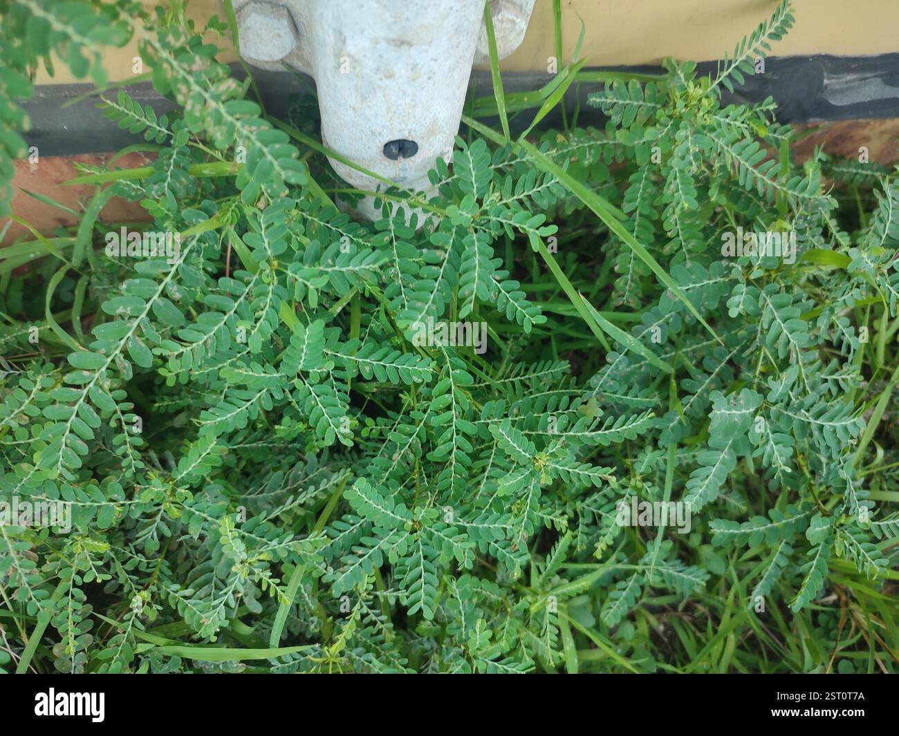 Gale of the Wind (Phyllanthus amarus), Plantae, British Indian Ocean ...