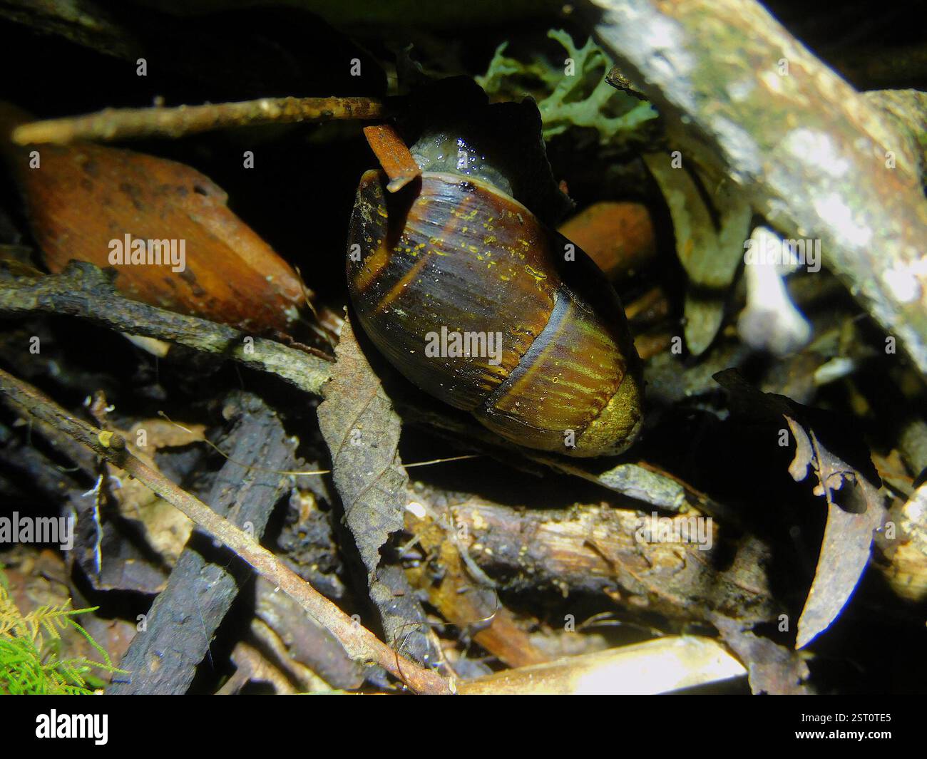 (Caryodes dufresnii), Mollusca, Truganini Track, Taroona TAS 7053 ...