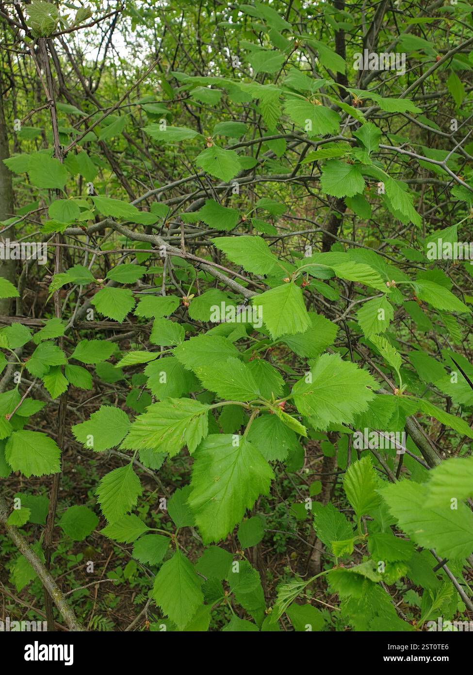 Canadian Hawthorn (Crataegus canadensis), Plantae, Laval, QC, Canada ...