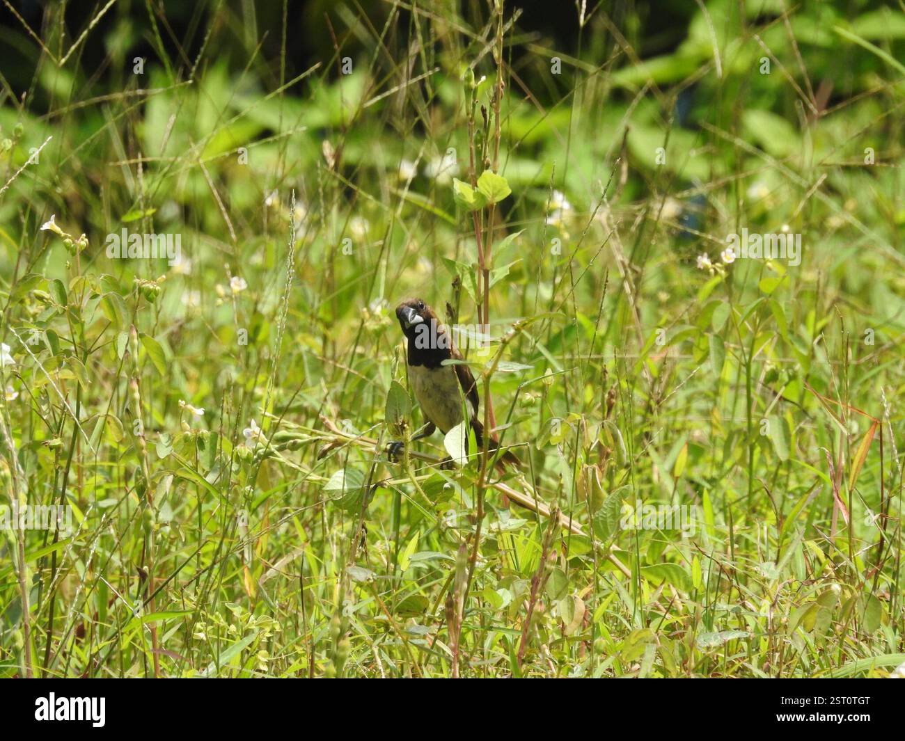 Javan Munia (Lonchura leucogastroides), Aves, Fakultas Biologi ...