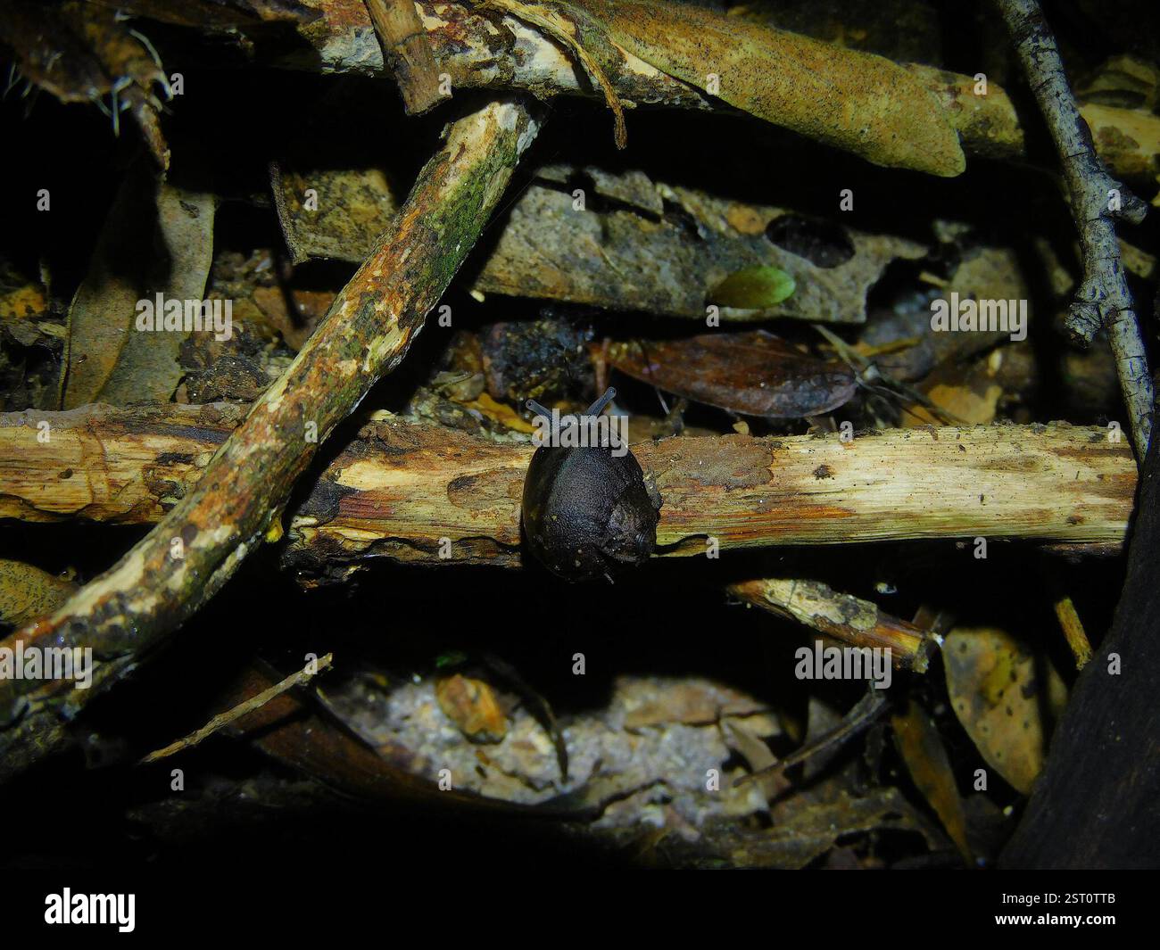 (Caryodes dufresnii), Mollusca, Truganini Track, Taroona TAS 7053 ...